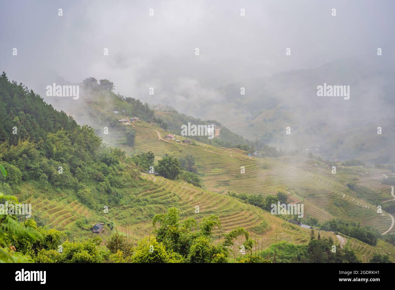 Rice terraces in the fog in Sapa, Vietnam. Rice fields prepare the ...