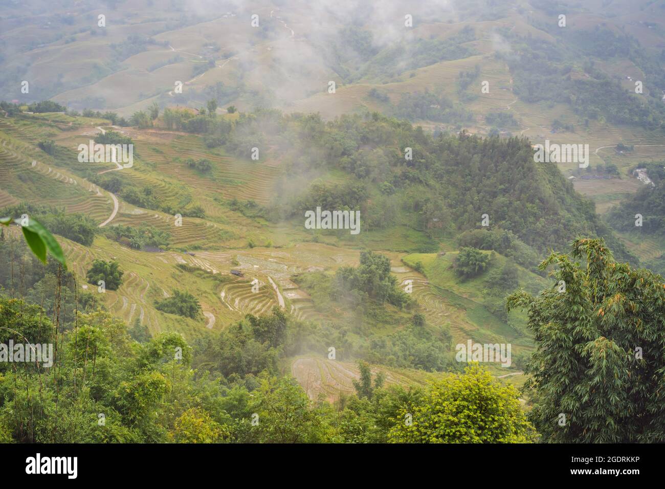Rice terraces in the fog in Sapa, Vietnam. Rice fields prepare the ...