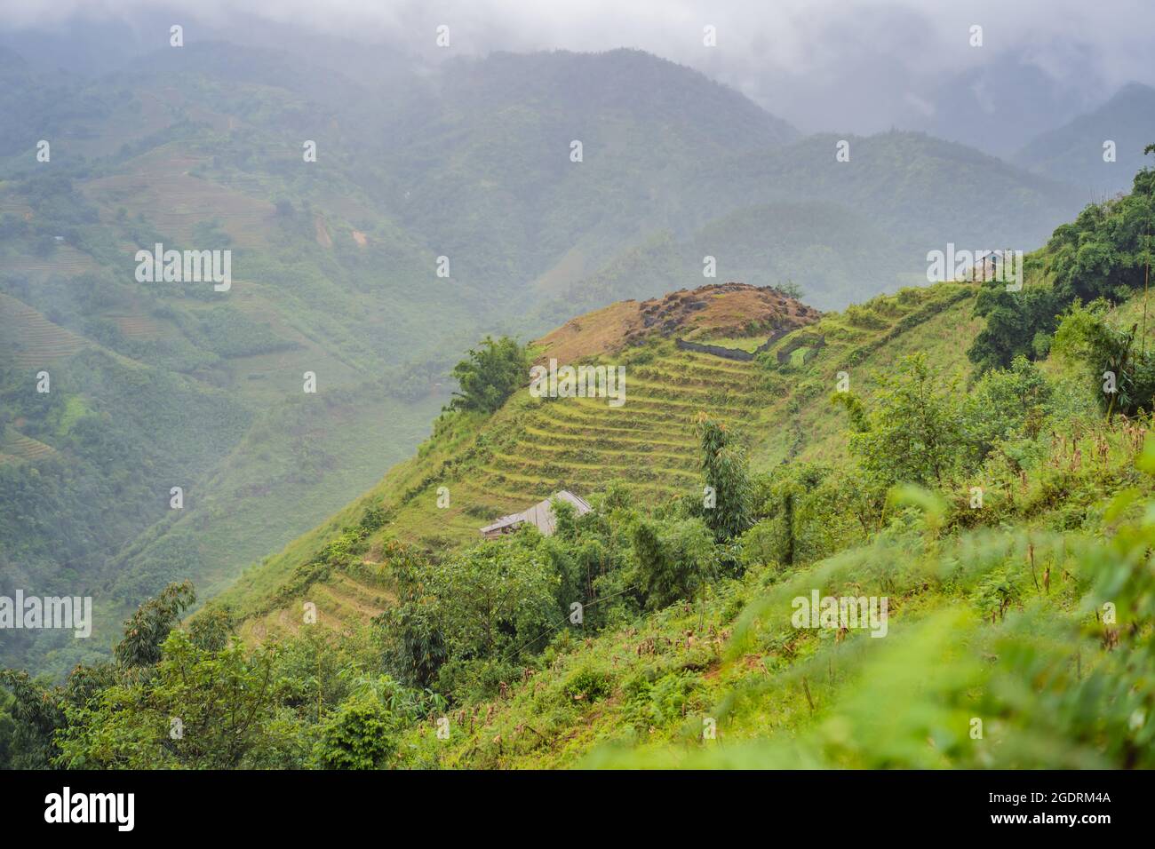 Rice terraces in the fog in Sapa, Vietnam. Rice fields prepare the ...