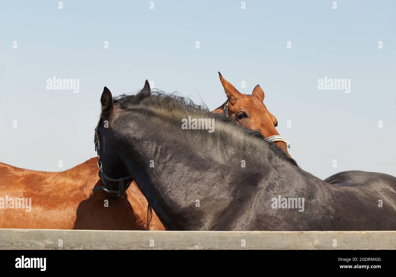 Two horses hug and scratch each other - rural sciene Stock Photo - Alamy