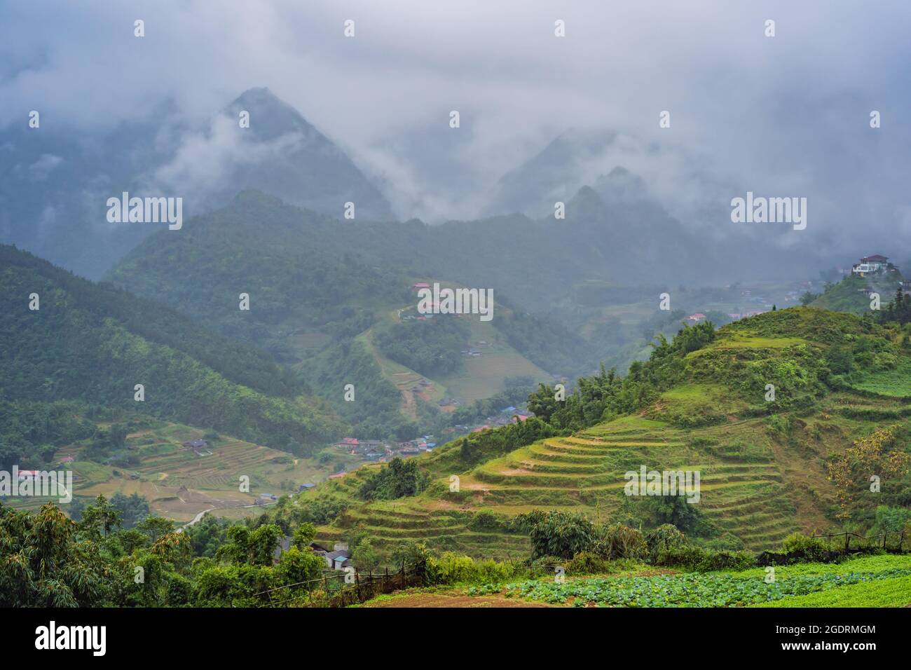 Rice terraces in the fog in Sapa, Vietnam. Rice fields prepare the ...