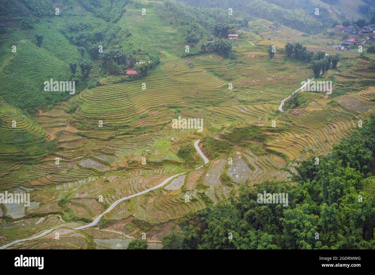 Rice terraces in the fog in Sapa, Vietnam. Rice fields prepare the ...