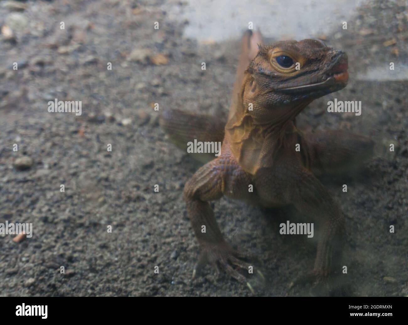 Horned iguana hi-res stock photography and images - Alamy
