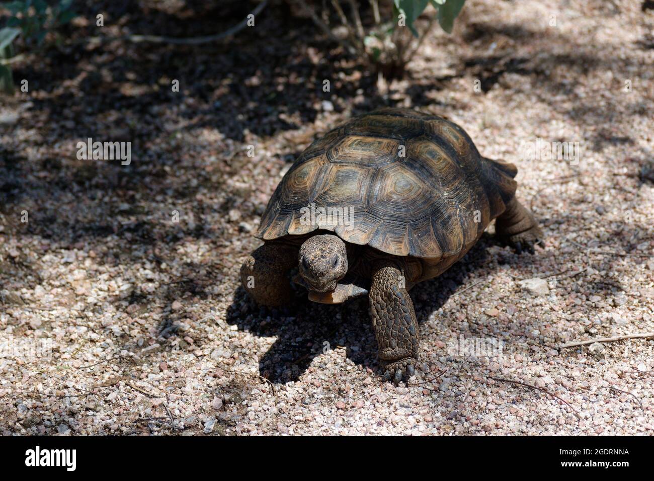 Desert Tortoise Walking in the Desert and Searching for Food Stock ...