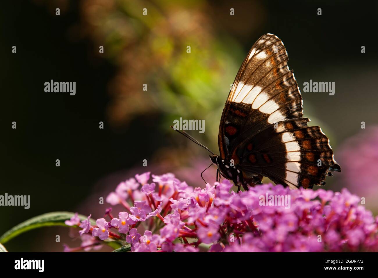 A red-spotted purple butterfly, Limenitis arthemis astyanax Stock Photo ...