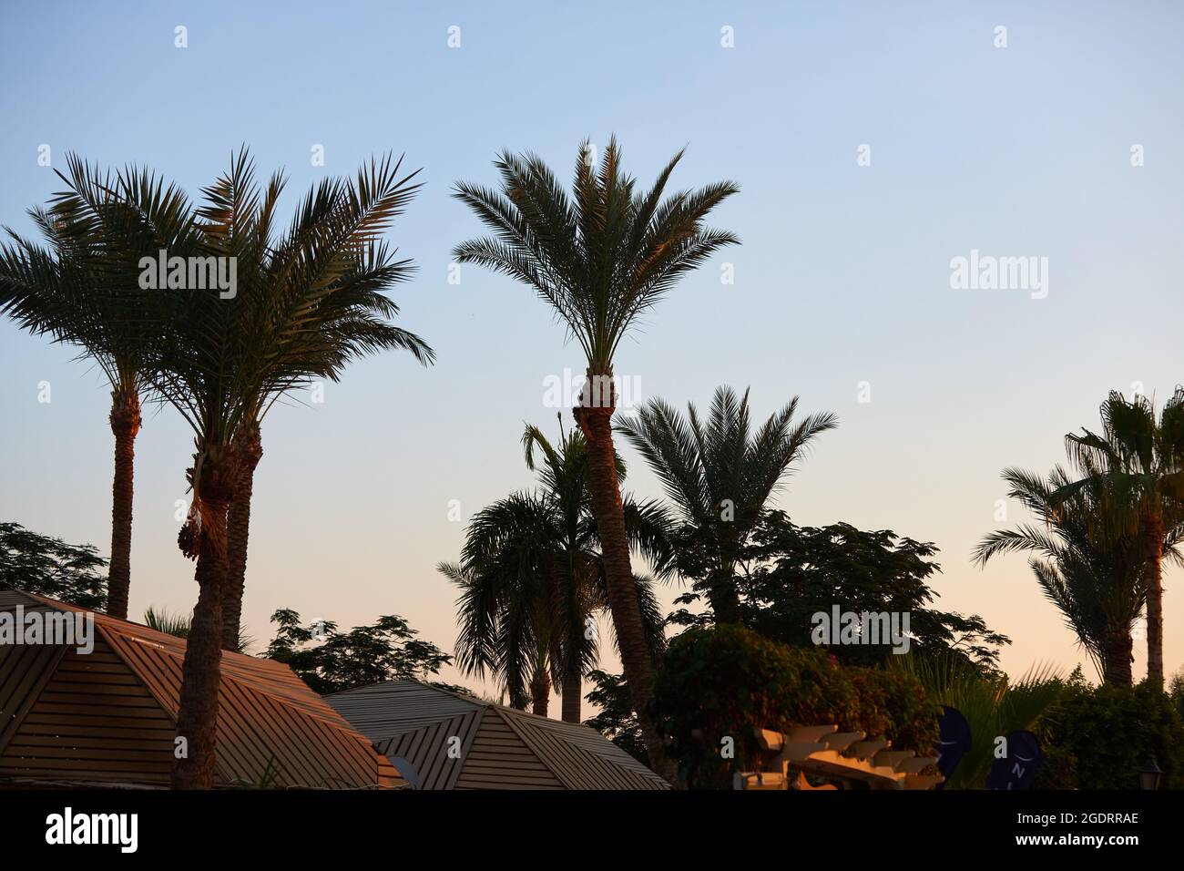 Date palms. Palm trees on the coast of the Sinai Peninsula. Date palm ...