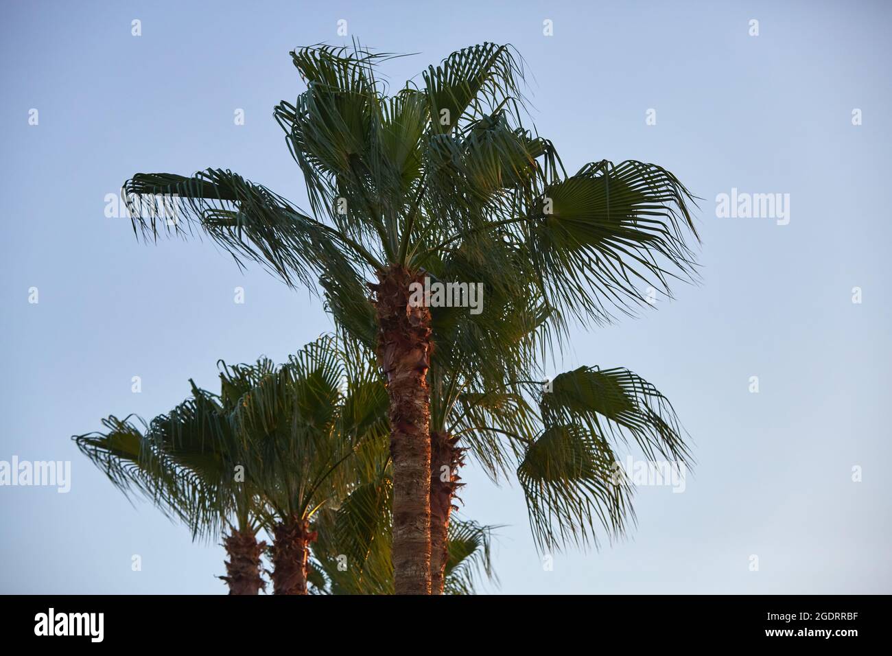 Date palms. Palm trees on the coast of the Sinai Peninsula. Date palm ...