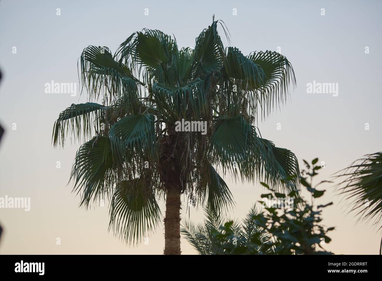 Date palms. Palm trees on the coast of the Sinai Peninsula. Date palm ...