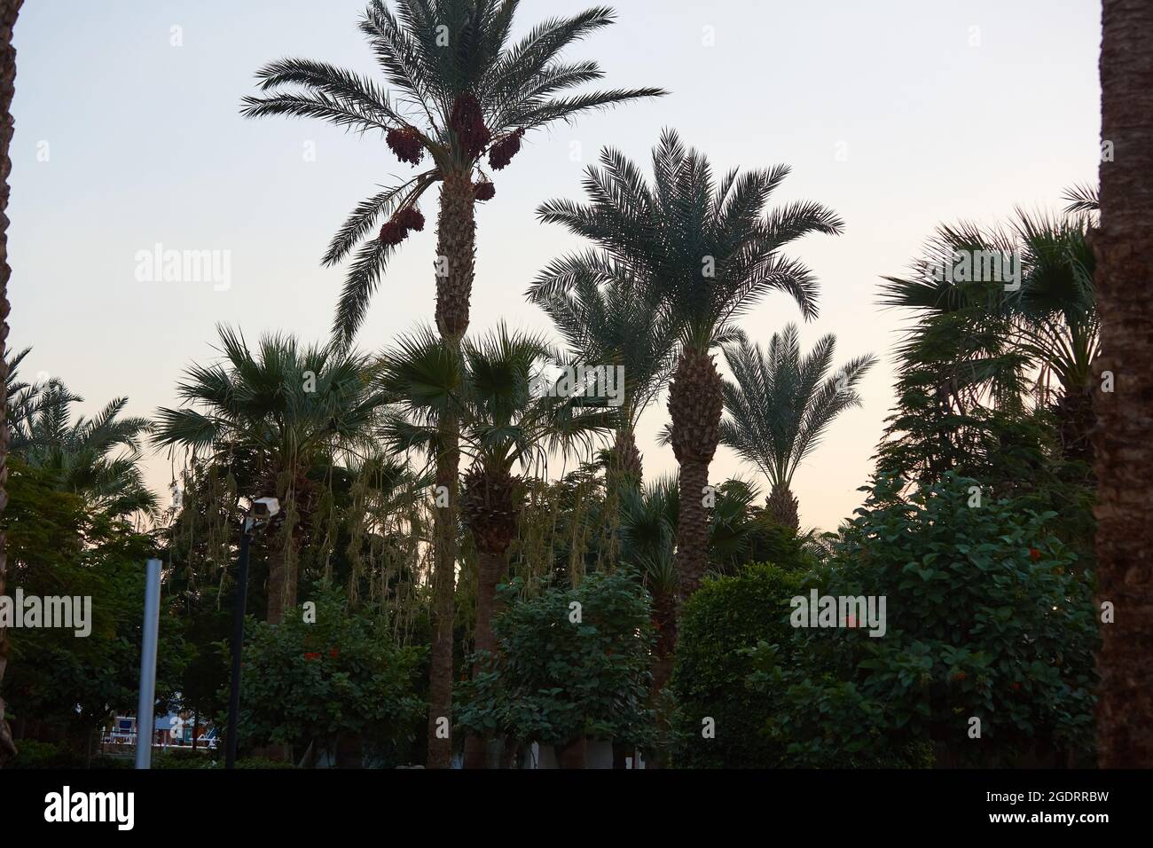 Date palms. Palm trees on the coast of the Sinai Peninsula. Date palm ...
