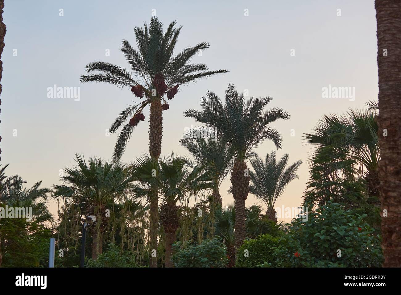 Date palms. Palm trees on the coast of the Sinai Peninsula. Date palm ...