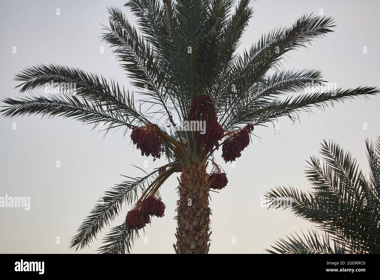 Date palms. Palm trees on the coast of the Sinai Peninsula. Date palm ...