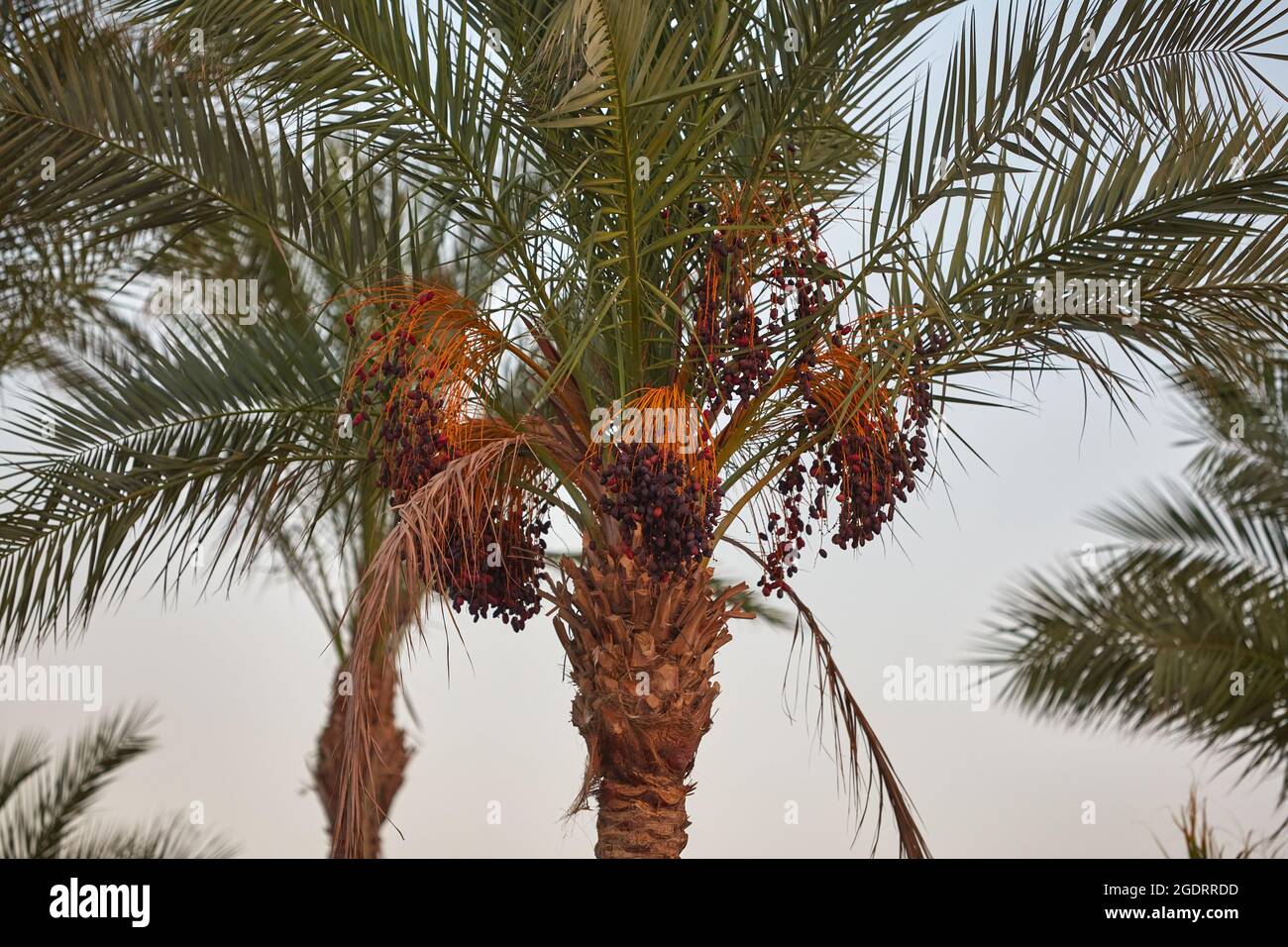 Date palms. Palm trees on the coast of the Sinai Peninsula. Date palm ...