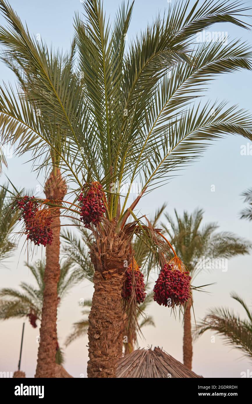 Date palms. Palm trees on the coast of the Sinai Peninsula. Date palm ...