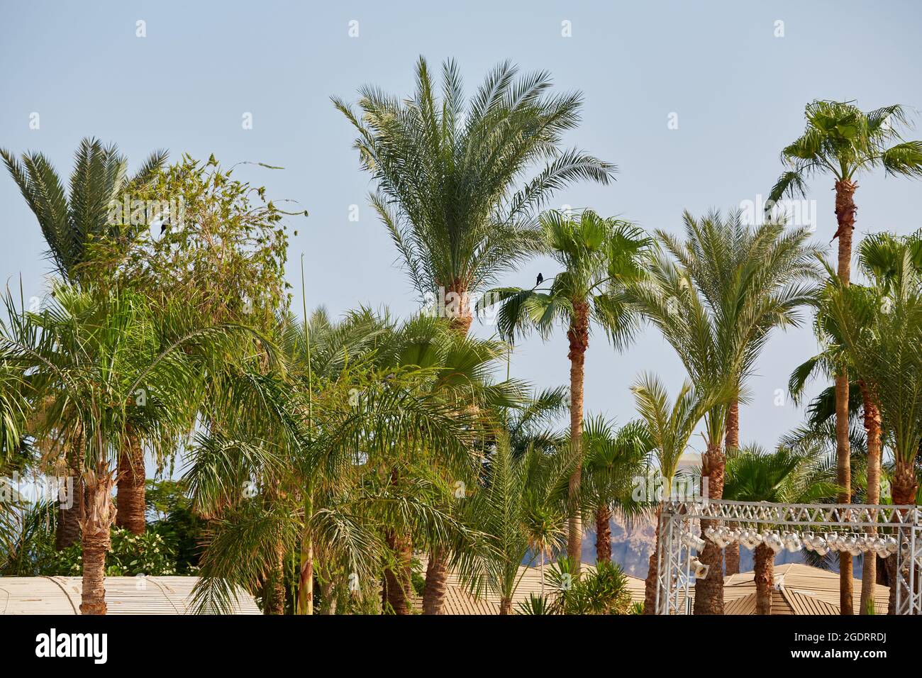 Date palms. Palm trees on the coast of the Sinai Peninsula. Date palm ...