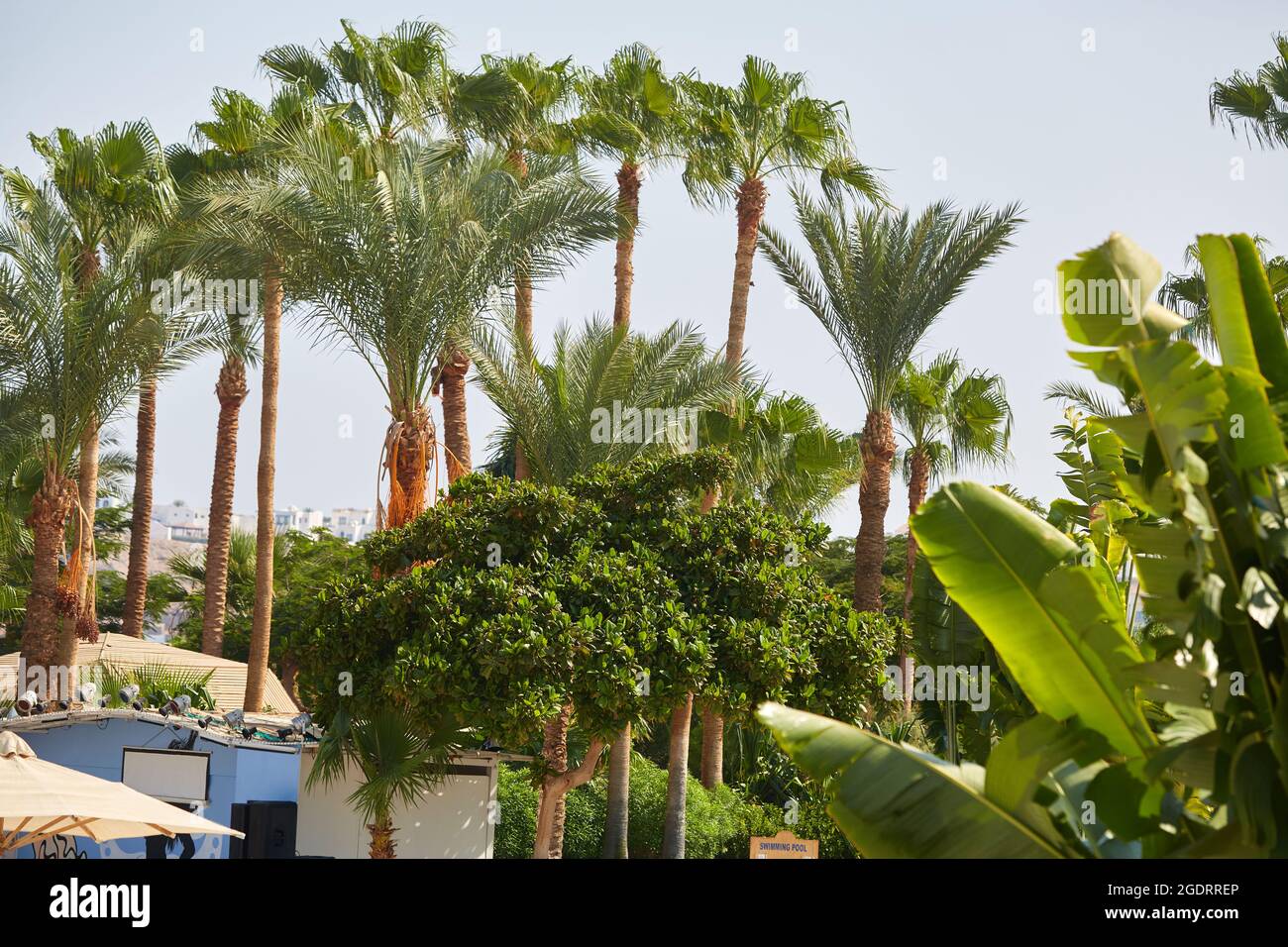 Date palms. Palm trees on the coast of the Sinai Peninsula. Date palm ...