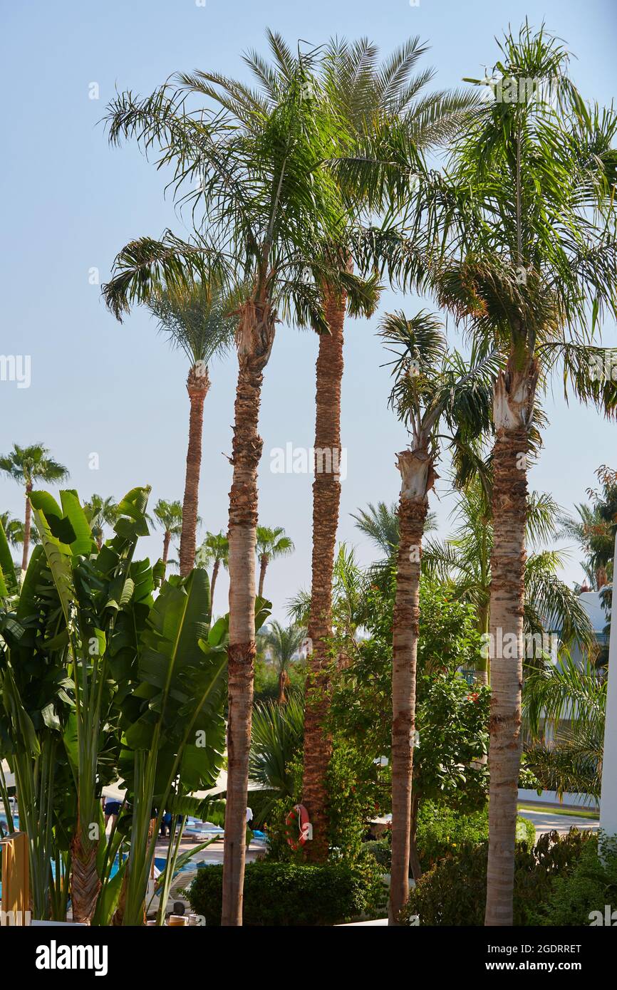 Date palms. Palm trees on the coast of the Sinai Peninsula. Date palm ...