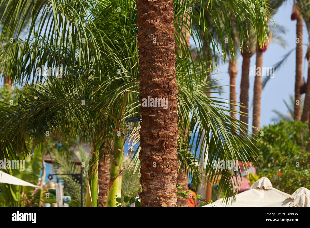 Date palms. Palm trees on the coast of the Sinai Peninsula. Date palm ...