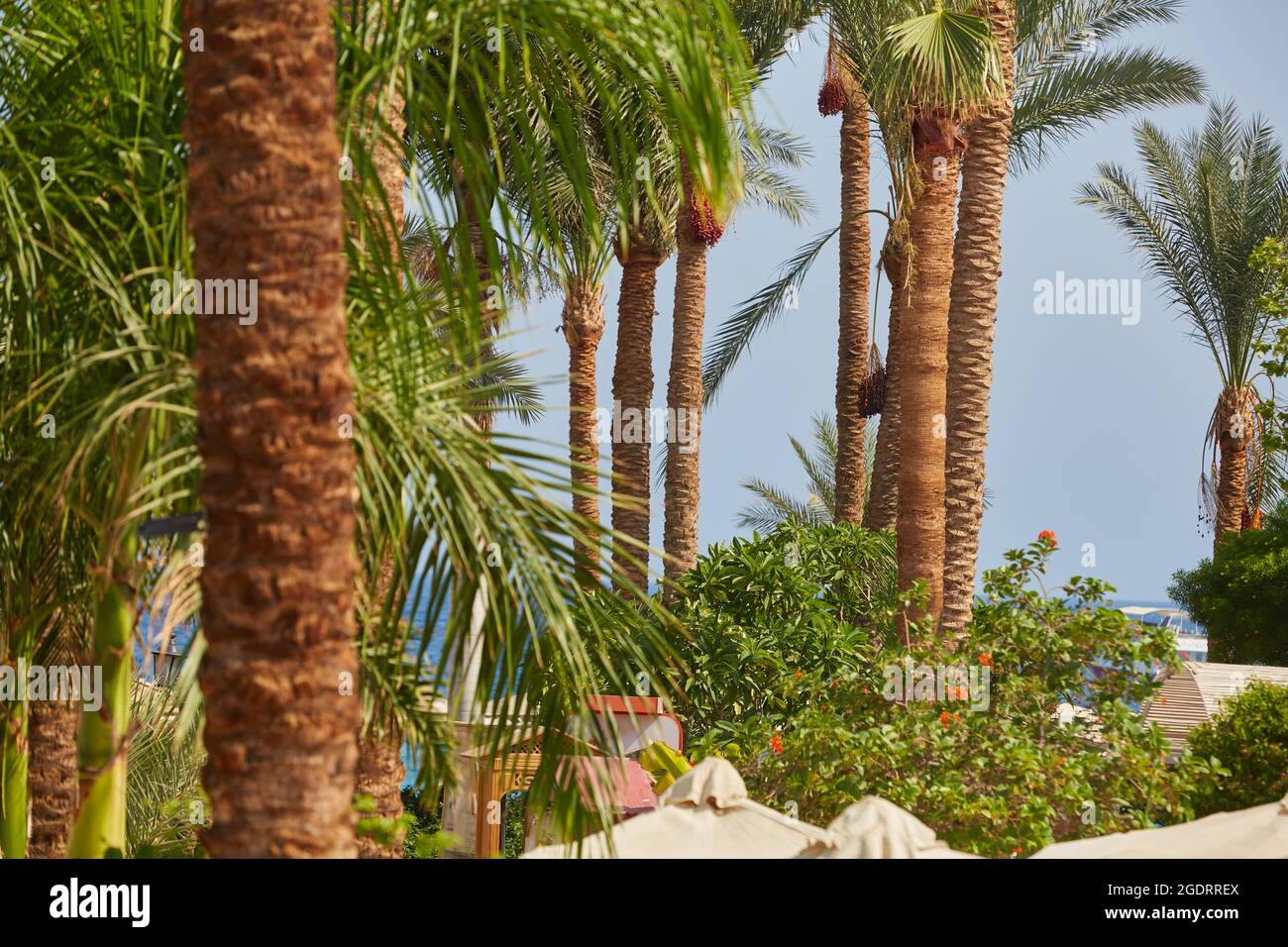 Date palms. Palm trees on the coast of the Sinai Peninsula. Date palm ...