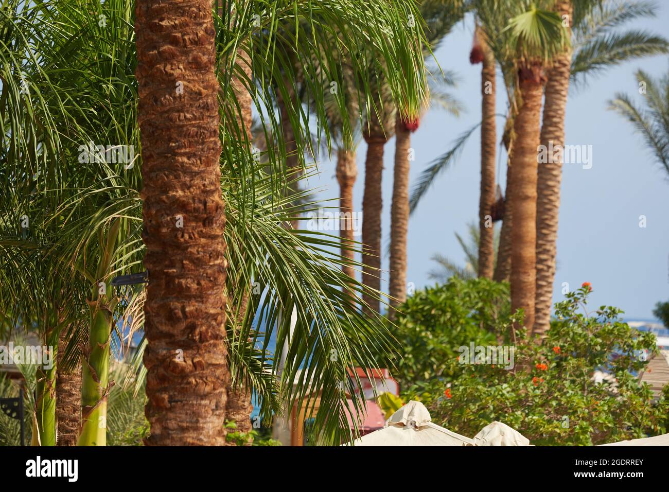 Date palms. Palm trees on the coast of the Sinai Peninsula. Date palm ...