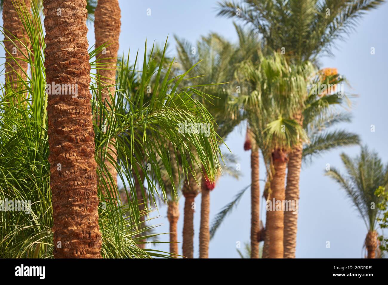 Date palms. Palm trees on the coast of the Sinai Peninsula. Date palm ...