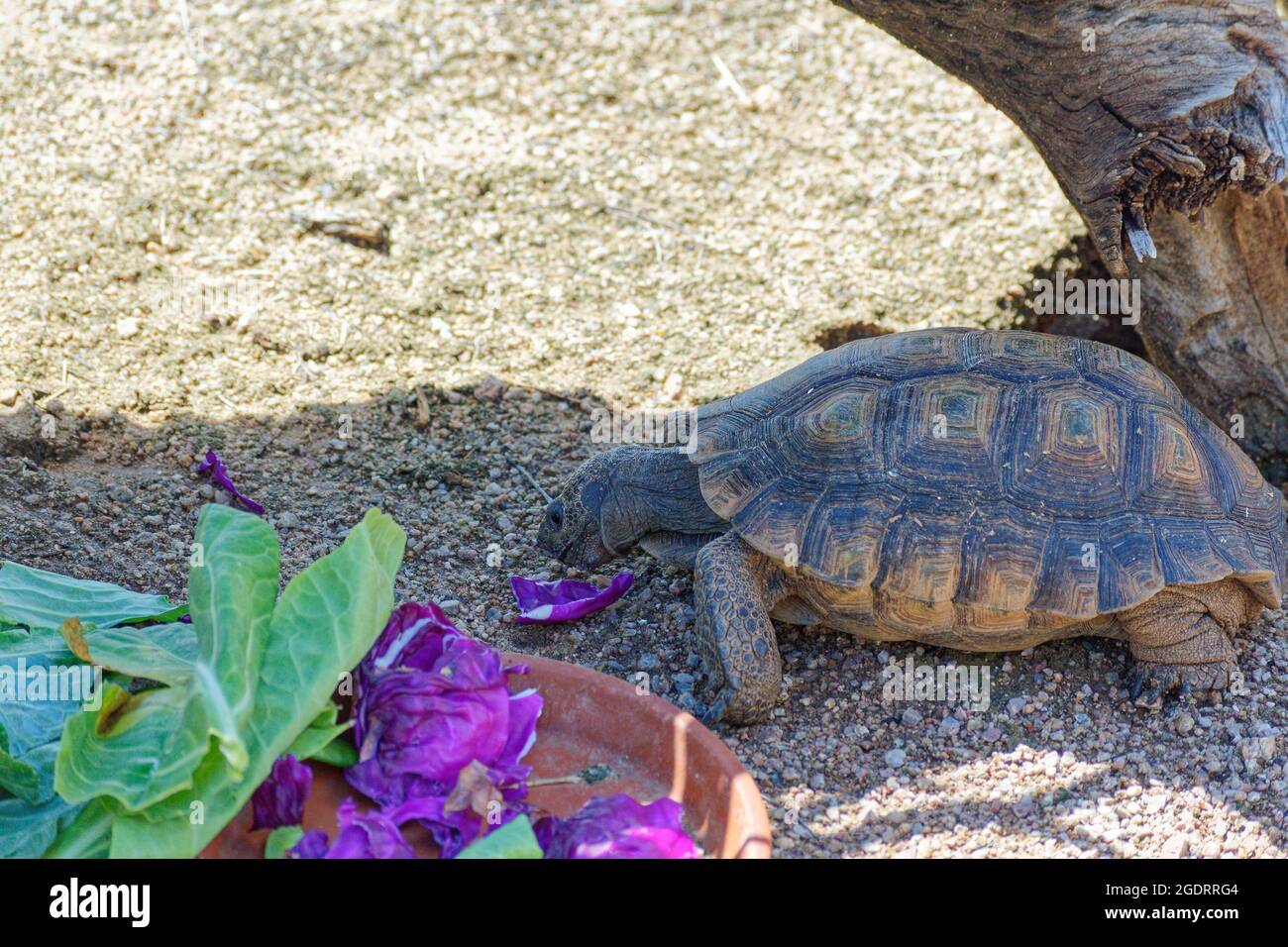Desert Tortoise Walking in the Desert and Searching for Food Stock ...