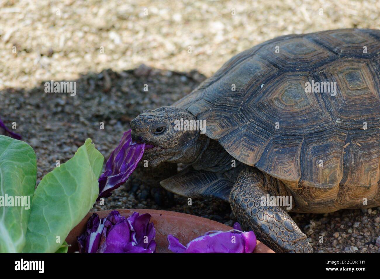 Desert Tortoise Walking in the Desert and Searching for Food Stock ...