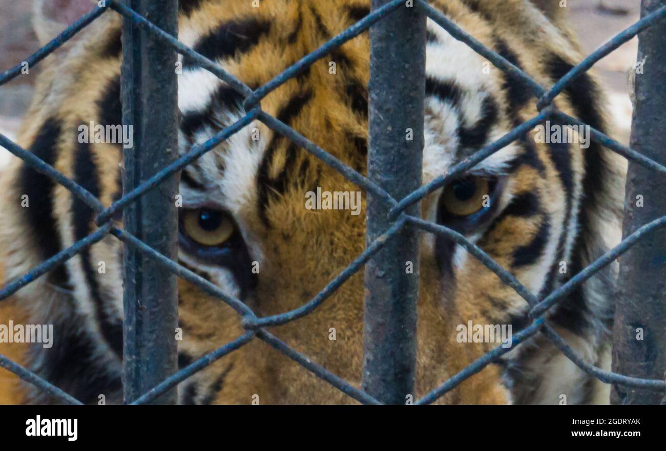 Caged predator hi-res stock photography and images - Alamy