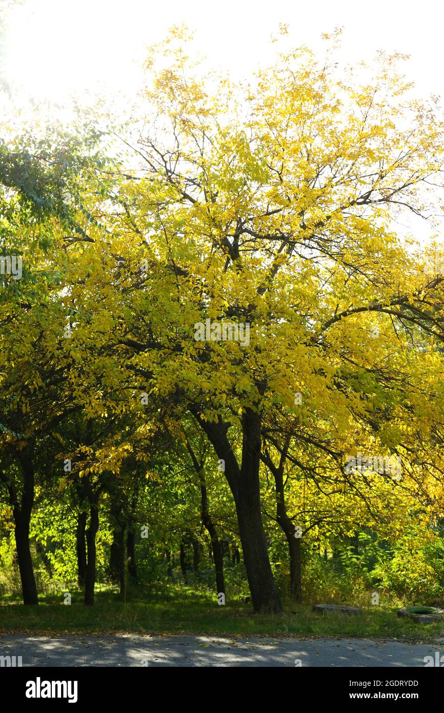 Beautiful autumn trees Stock Photo - Alamy