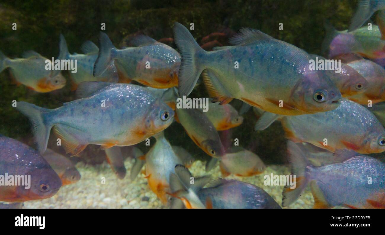 Piranhas hi-res stock photography and images - Alamy