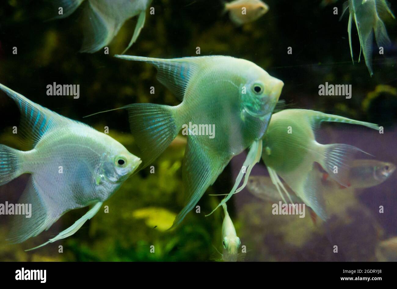 Freshwater Angel Fishes High Resolution Stock Photography and Images ...