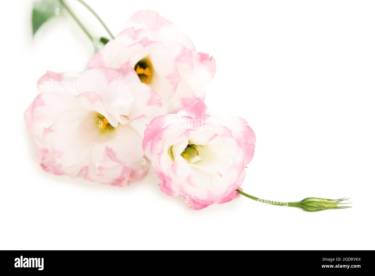 Beautiful pink eustoma isolated on white Stock Photo - Alamy