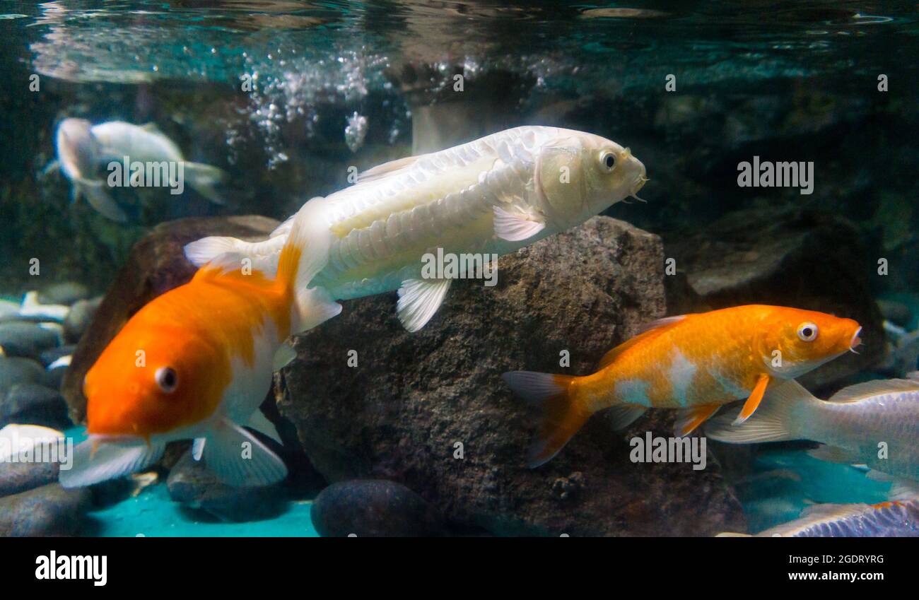 Group of Goldfish Stock Photo - Alamy