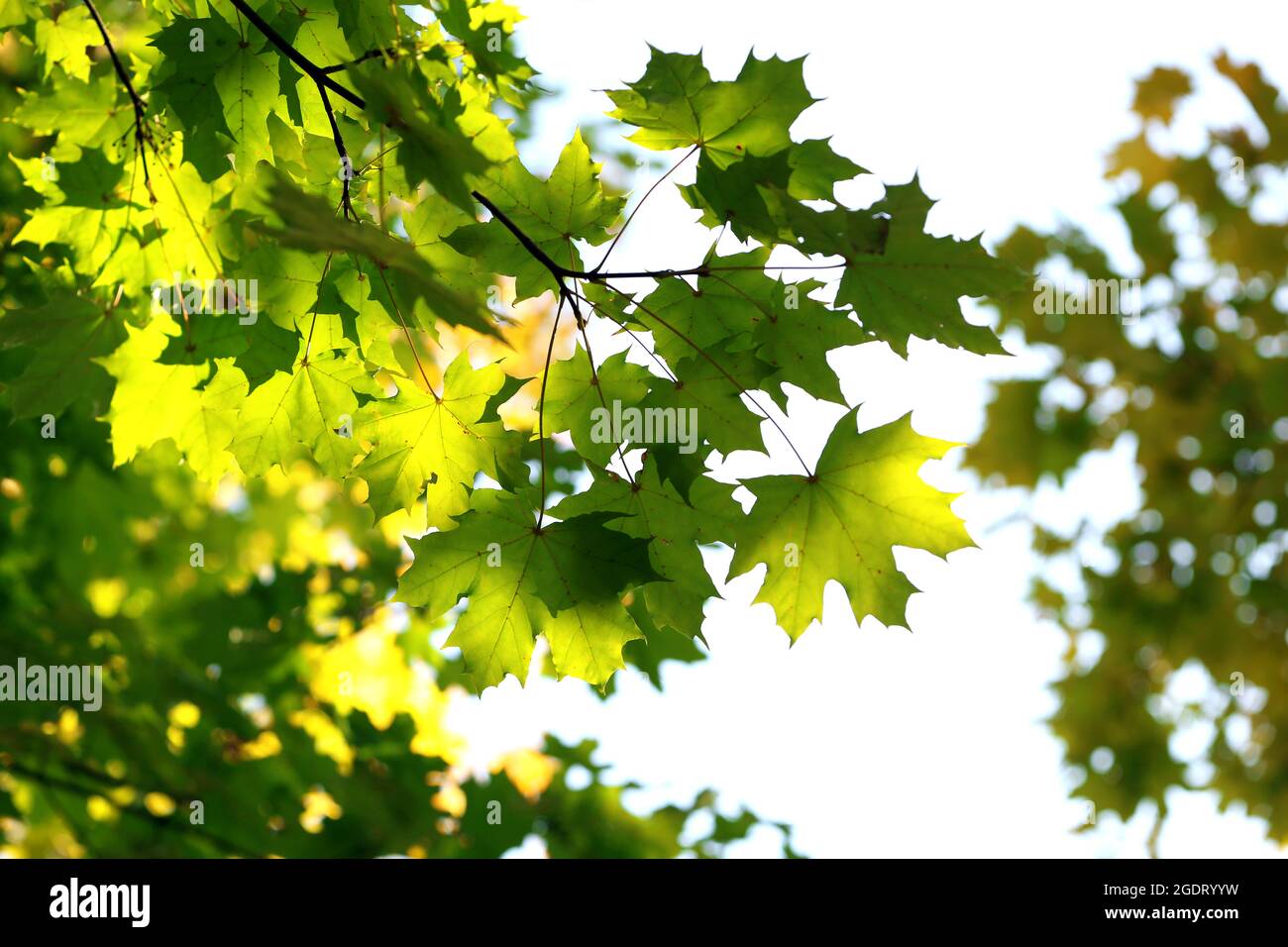 Beautiful tree leaves Stock Photo - Alamy