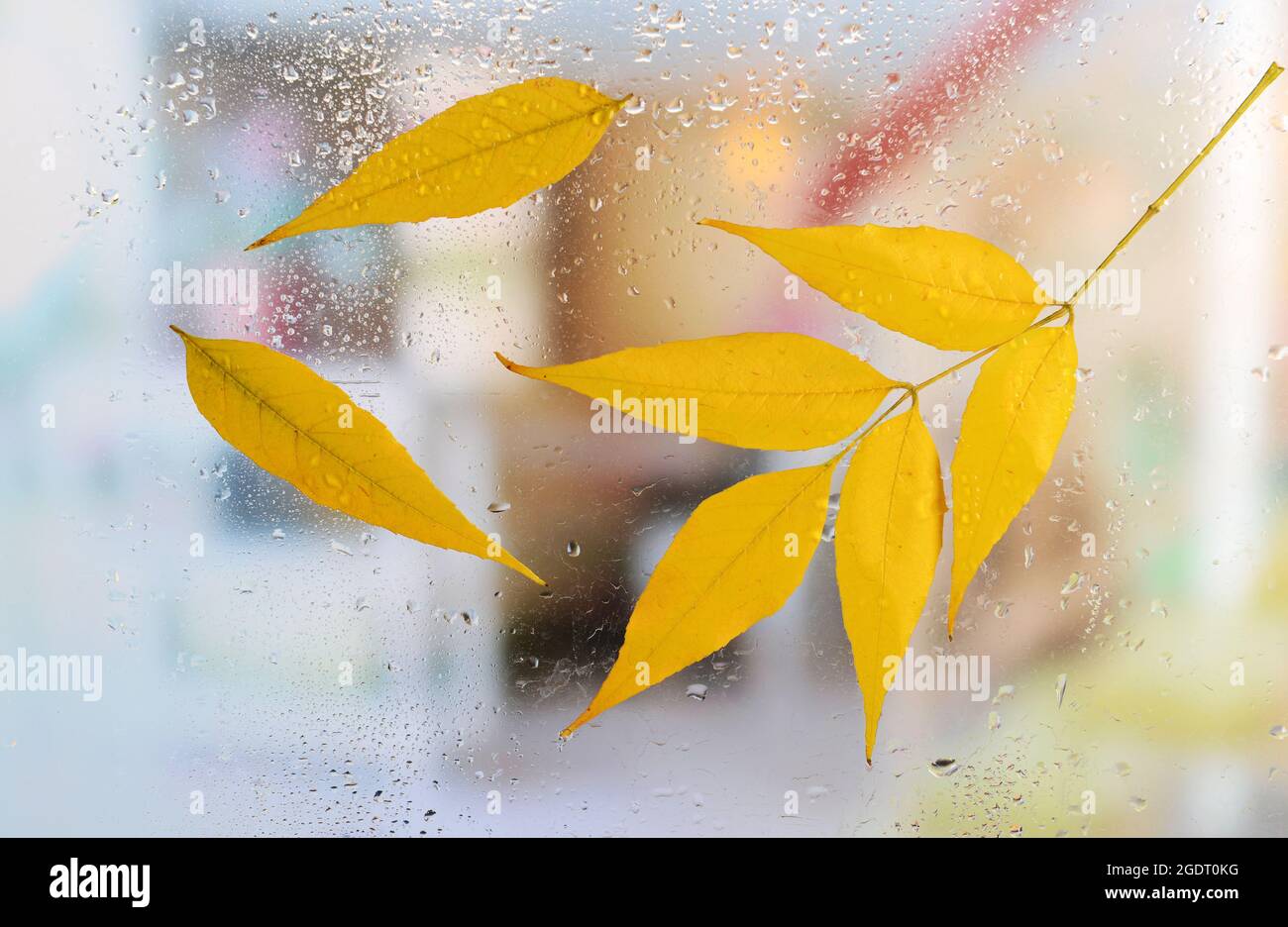 Autumn leaves on window glass close-up Stock Photo - Alamy