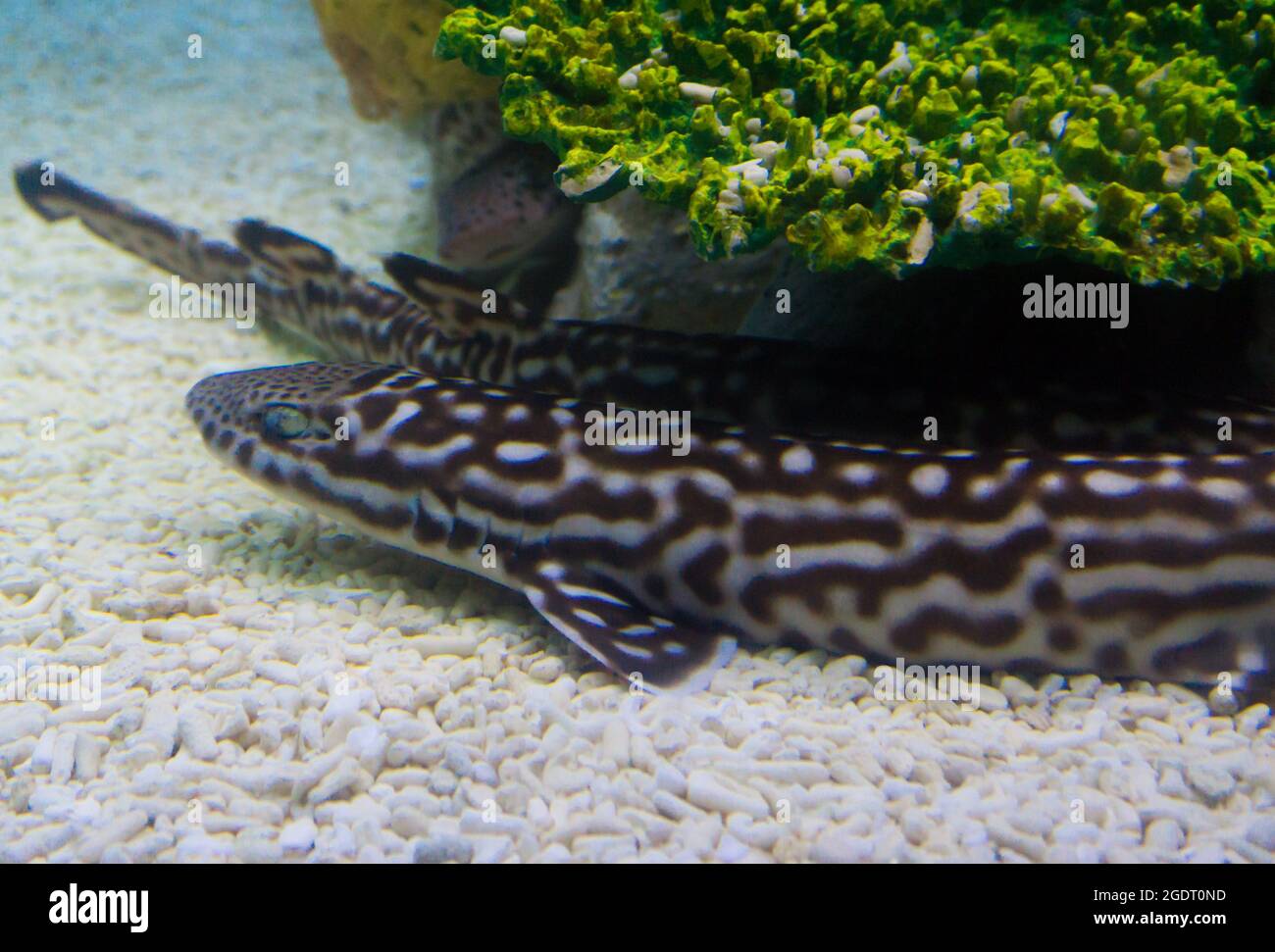 Sleeping spotted shark under the coral Stock Photo - Alamy