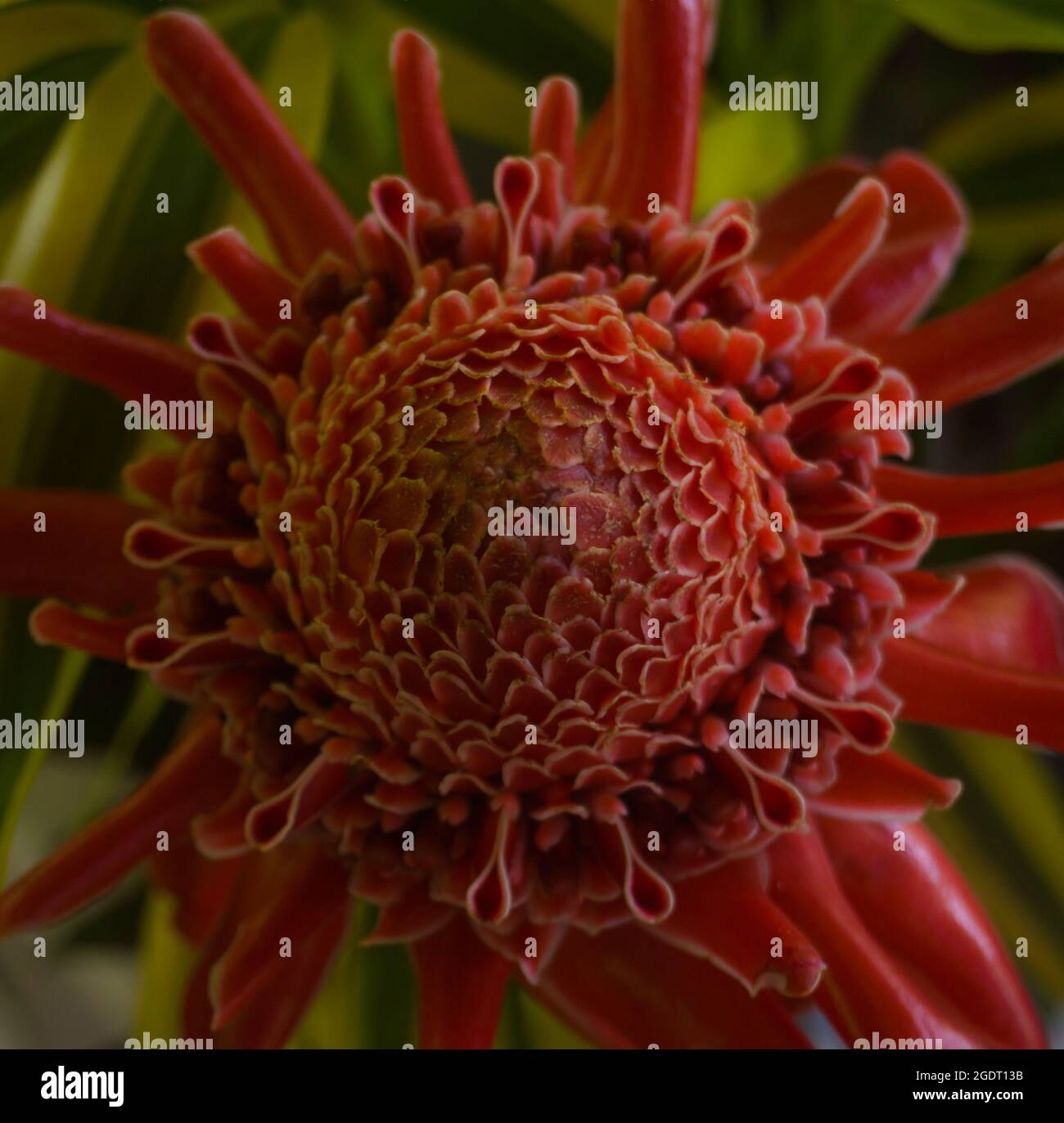Red wildflower from the highland Stock Photo - Alamy