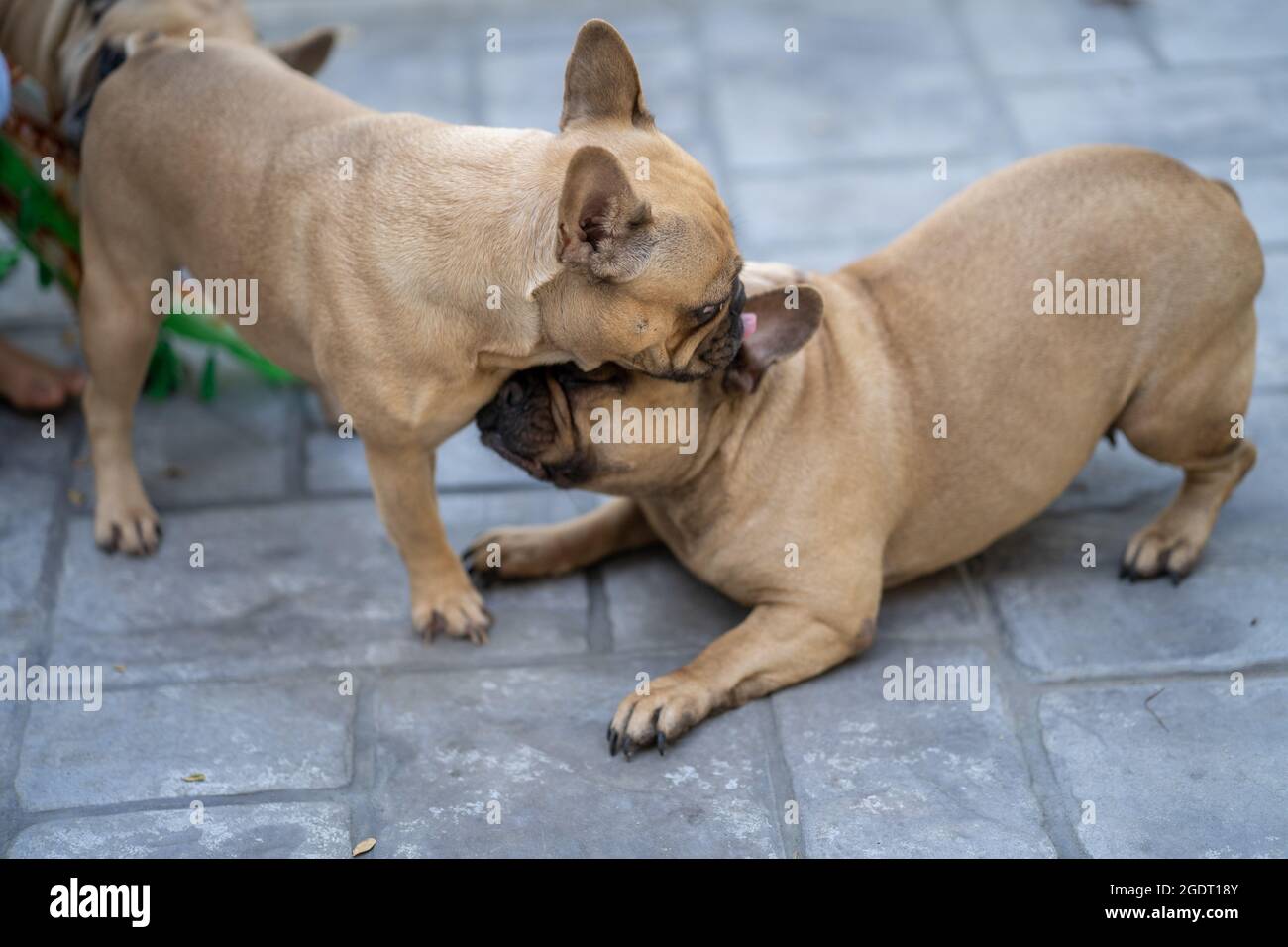 Two french bulldogs on hi-res stock photography and images - Alamy