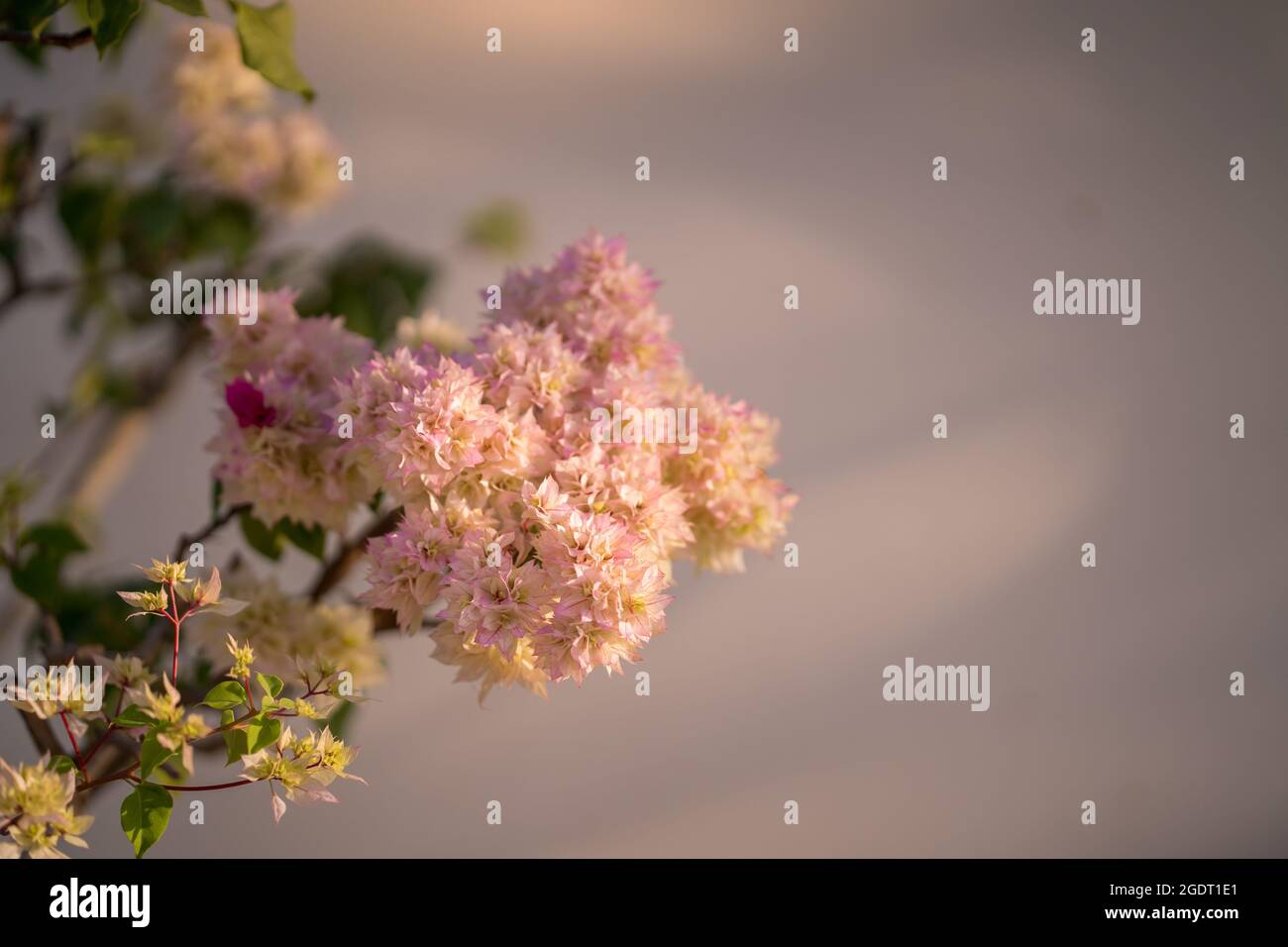 Double bougainvillea hi-res stock photography and images - Alamy