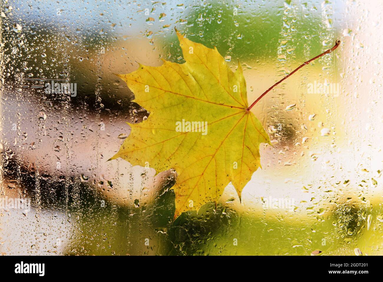 Autumn leaf on window glass close-up Stock Photo - Alamy