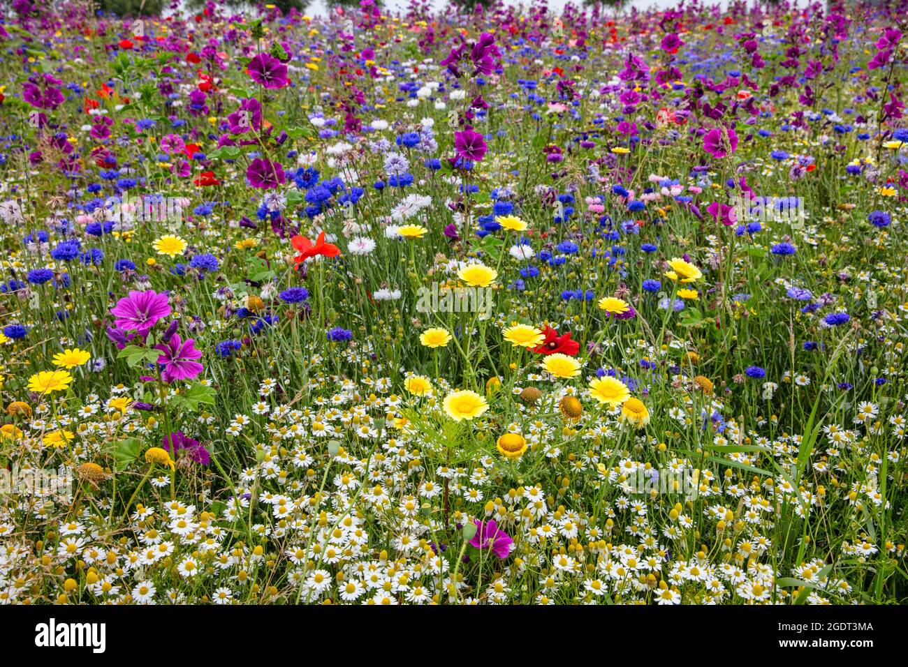 The Netherlands, Warffum, Wild flowers for soil enrichment Stock Photo ...