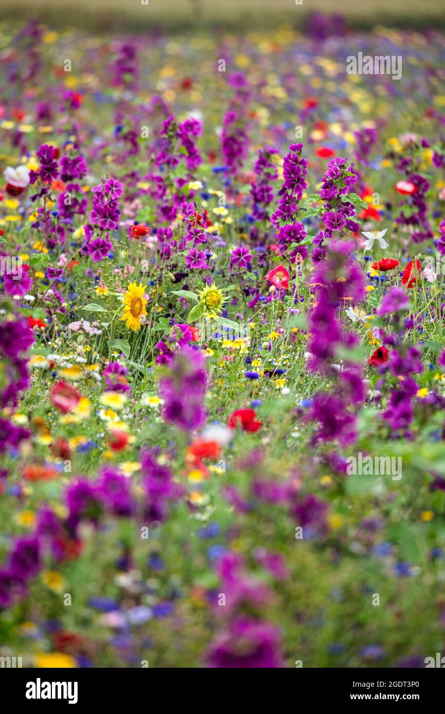 The Netherlands, Warffum, Wild flowers for soil enrichment Stock Photo ...