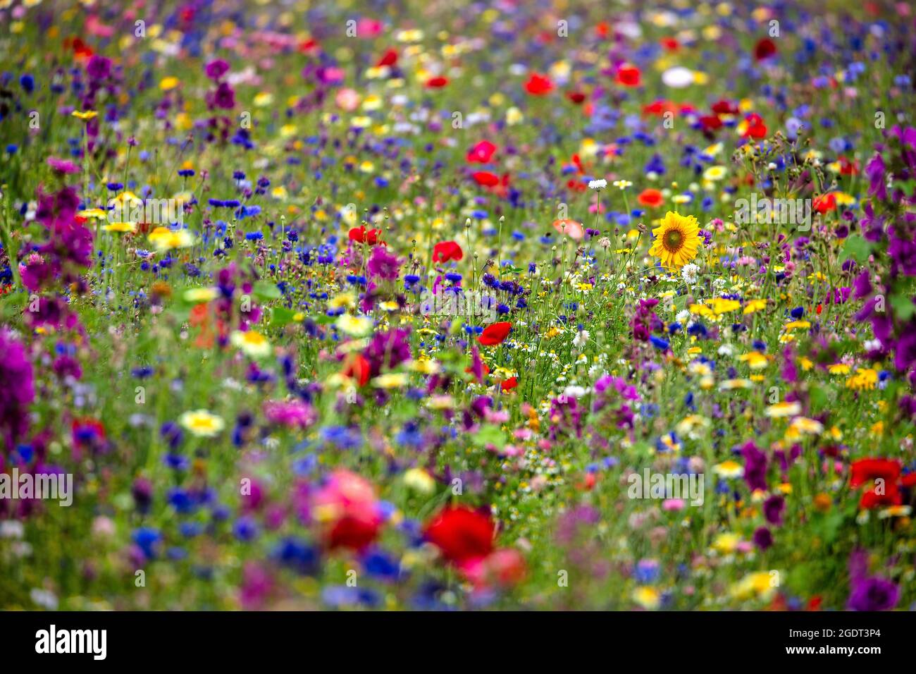 The Netherlands, Warffum, Wild flowers for soil enrichment Stock Photo ...
