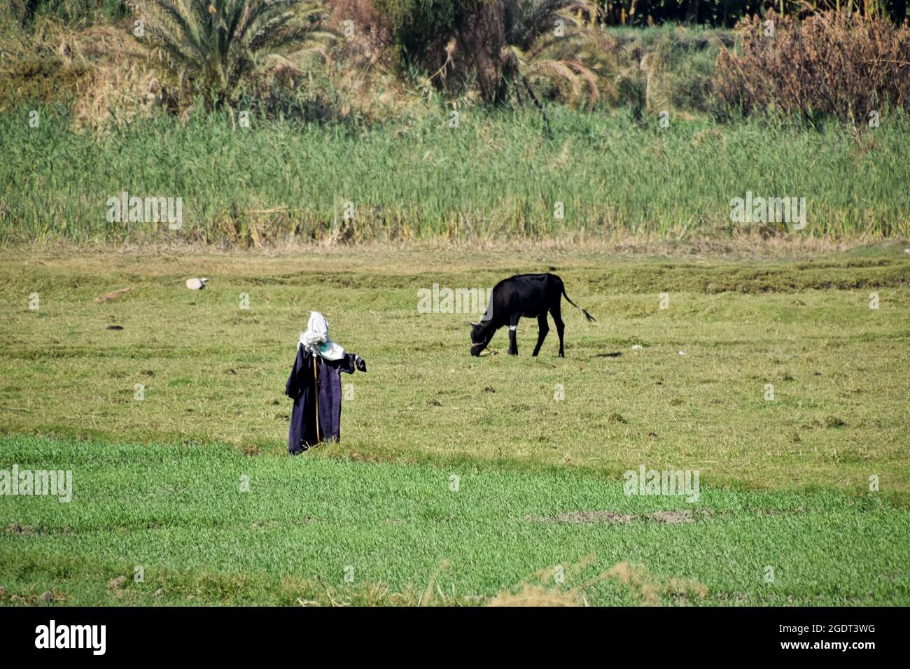 A cow with a scarecrow in the field in Luxor, Egypt Stock Photo - Alamy