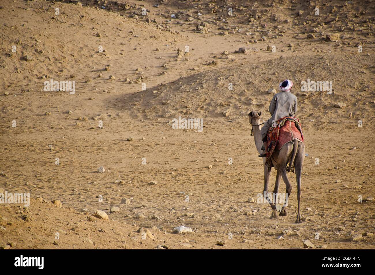 An Egyptian riding a camel at the Giza pyramids, Cairo, Egypt Stock ...