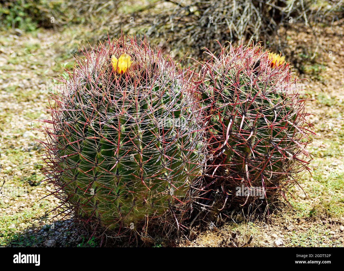 Fruit barrel cactus hi-res stock photography and images - Alamy