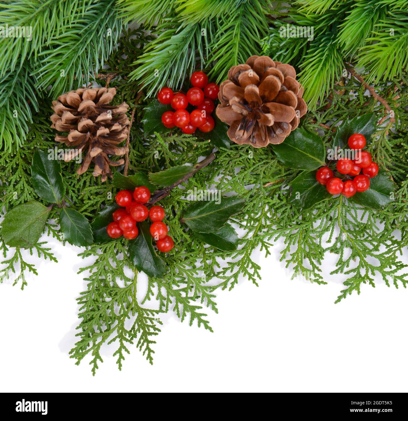 Beautiful Christmas border from fir and mistletoe on white background ...