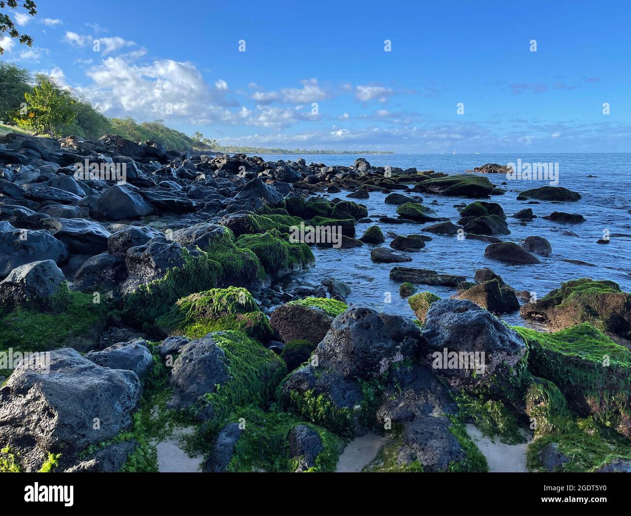 Sea moss seaweed hi-res stock photography and images - Alamy
