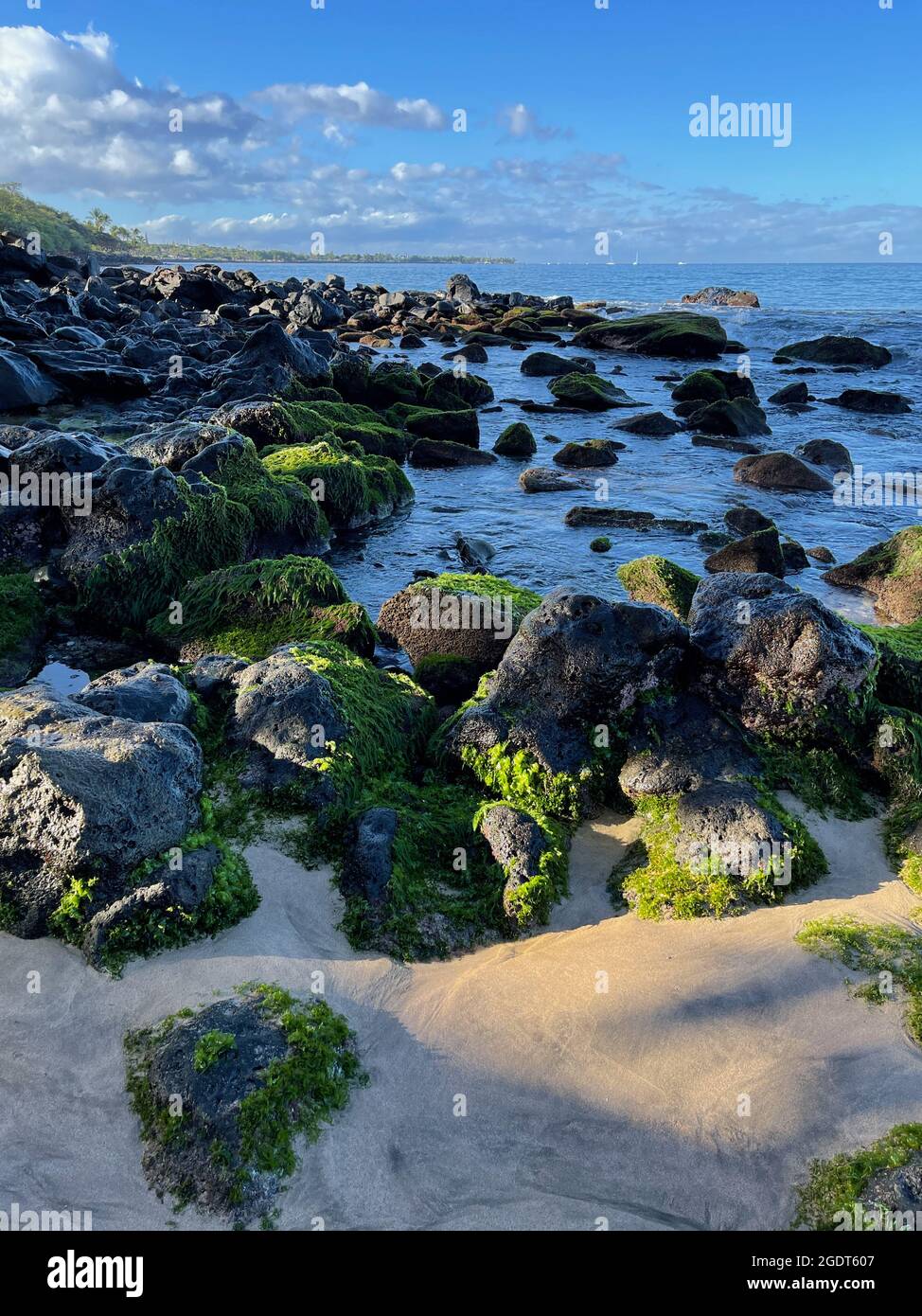 Sea moss seaweed hi-res stock photography and images - Alamy