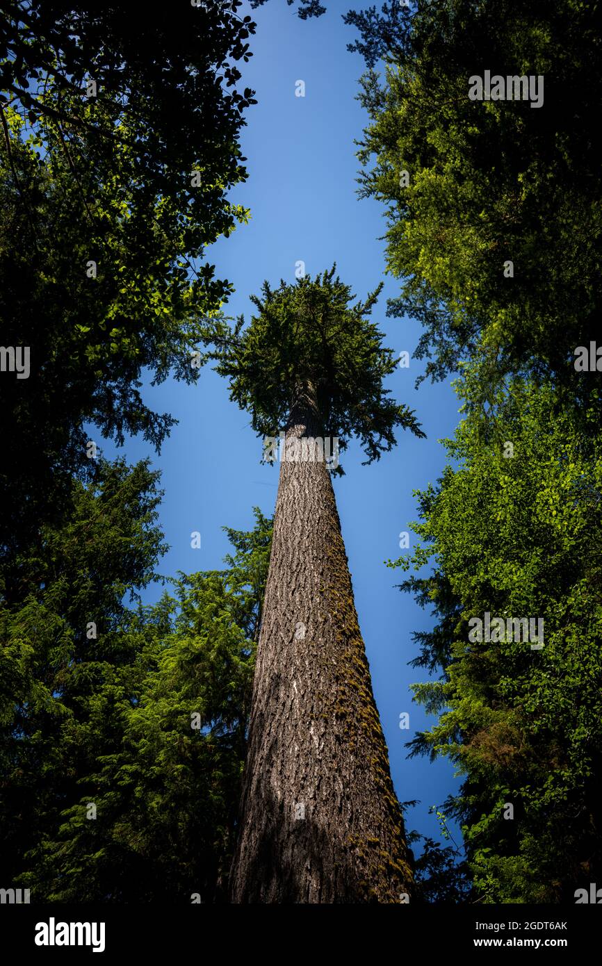 giant spruce tree in the quinault rainforest Stock Photo - Alamy