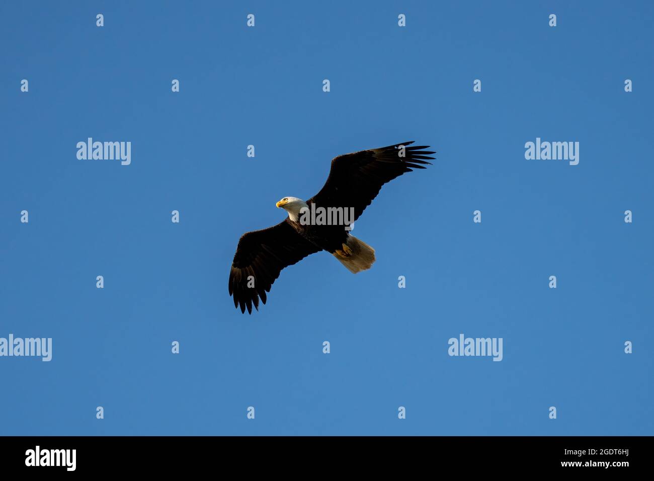 american bald eagle in flight Stock Photo - Alamy